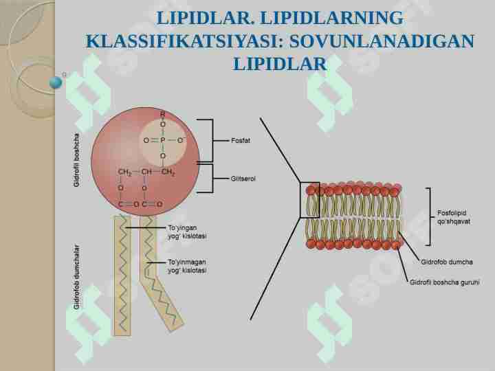 LIPIDLAR. LIPIDLARNING KLASSIFIKATSIYASI. SOVUNLANADIGAN LIPIDLAR