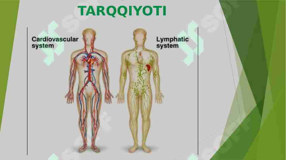 Limfa tomirlari tarqqiyoti