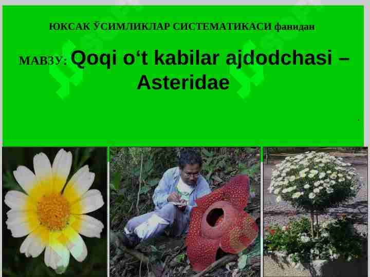 Qoqi o‘t kabilar ajdodchasi – Asteridae