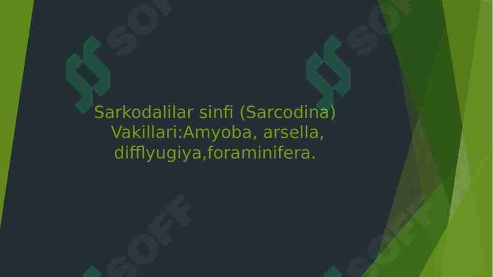 Sarkodalilar sinfi (Sarcodina)