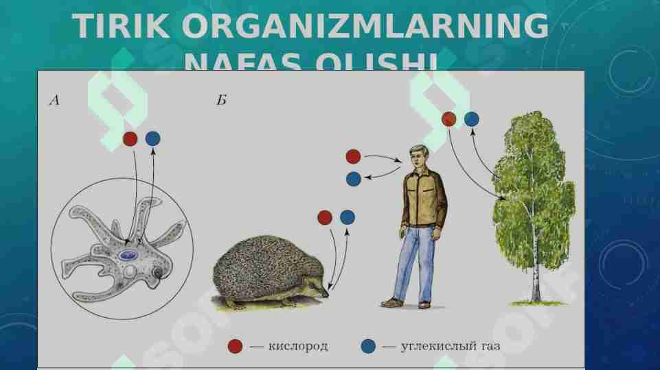 TIRIK ORGANIZMLARNING NAFAS OLISHI