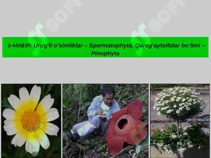 Urug‘li o‘simliklar – Spermatophyta, Qarag‘aytoifalar bo‘limi – Pinophyta