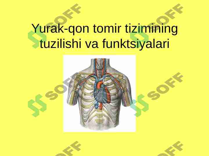 Yurak-qon tomir tizimining tuzilishi va funktsiyalari