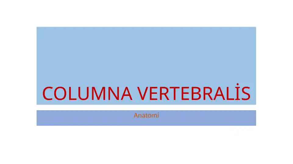 Columna vertebralis
