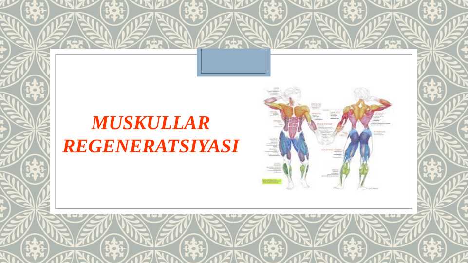 Muskullar regeneratsiyasi