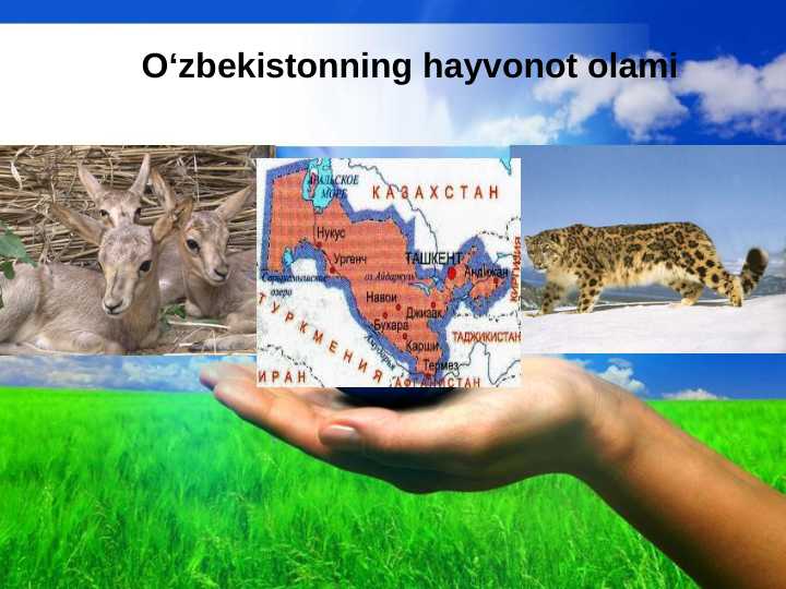 O‘zbekistonning hayvonot olami