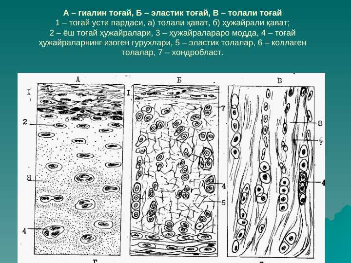 Toĝay va suyak tòqimalar