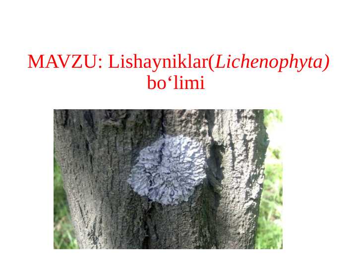 Lishayniklar(Lichenophyta) bo‘limi