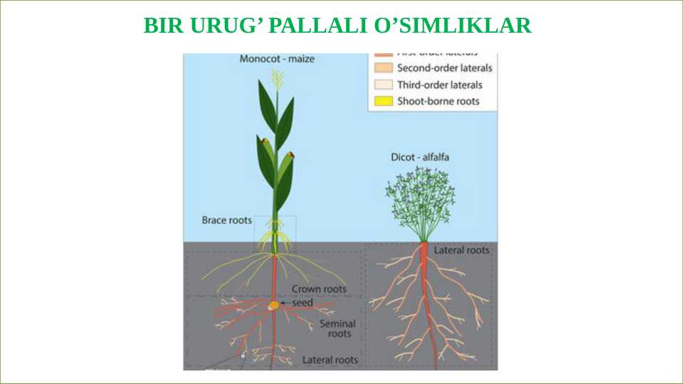 Bir urug’ pallali o’simliklar