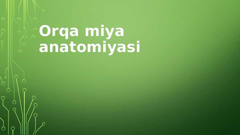 Orqa miya anatomiyasi