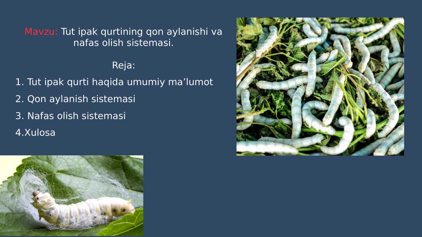 Tut ipak qurtining qon aylanishi va nafas olish sistemasi