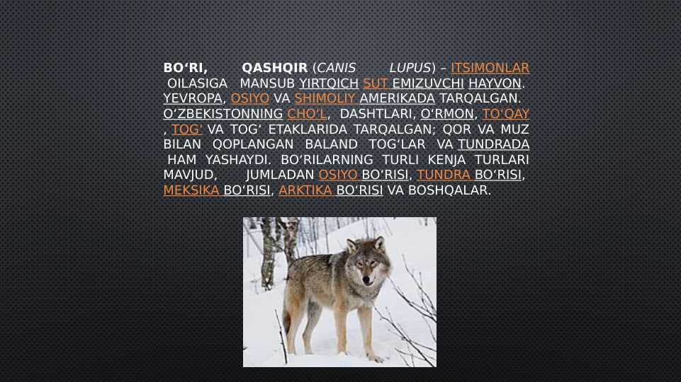 Bo'rilar haqida ma'lumot ppt 4