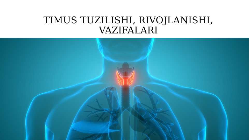 Timus tuzilishi, rivojlanishi, vazifalari