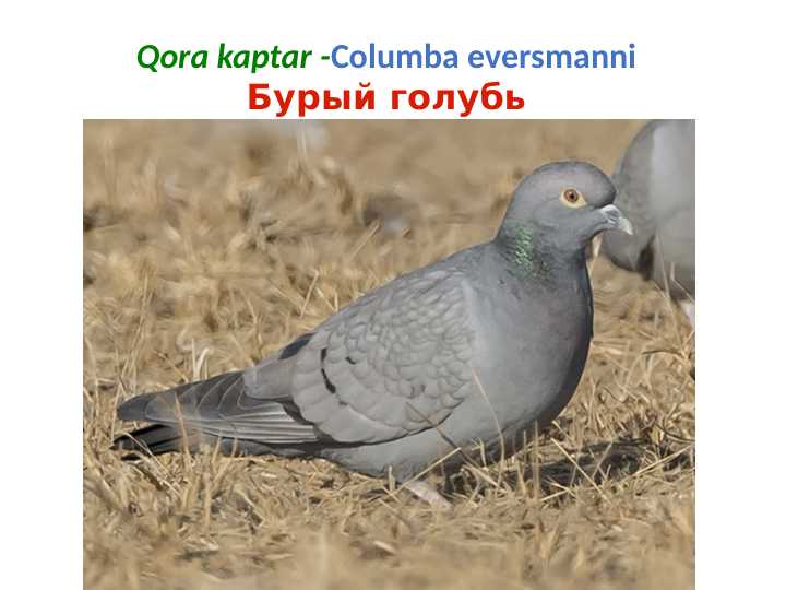 kabutarlar turlari pptx