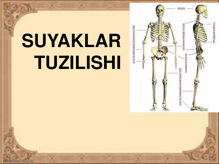 SUYAKLAR TUZILISHI