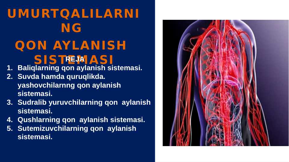 UMURTQALILARNING QON AYLANISH SISTEMASI
