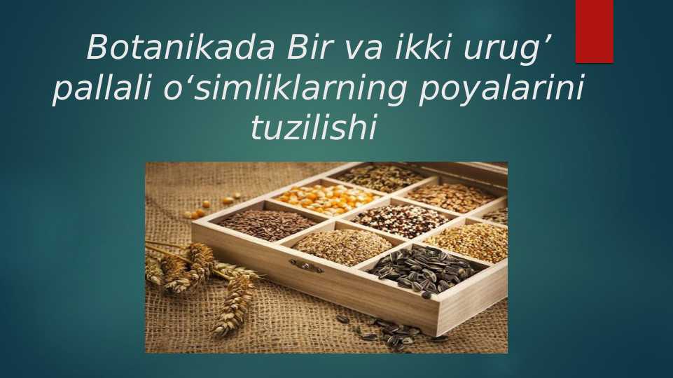 Botanikada Bir va ikki urug’ pallali o‘simliklarning poyalarini tuzilishi