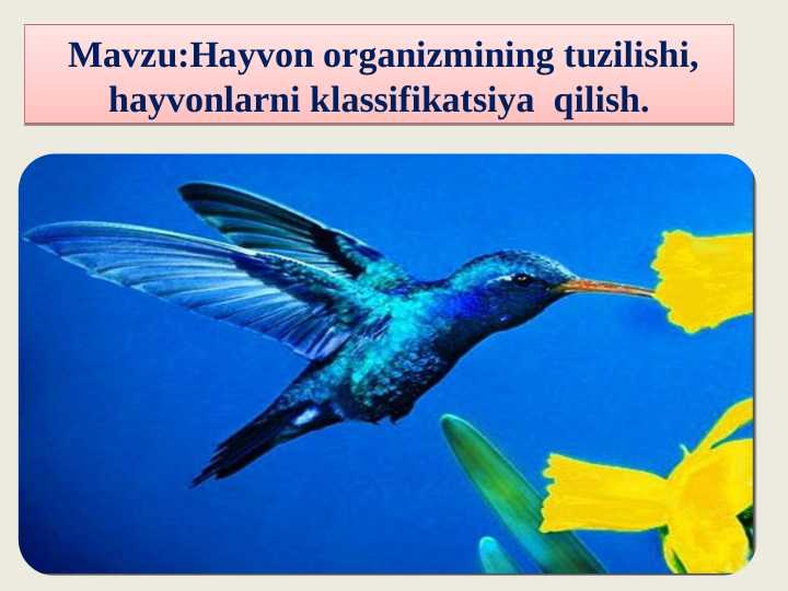 Hayvon organizmining tuzilishi, hayvonlarni klassifikatsiya qilish.