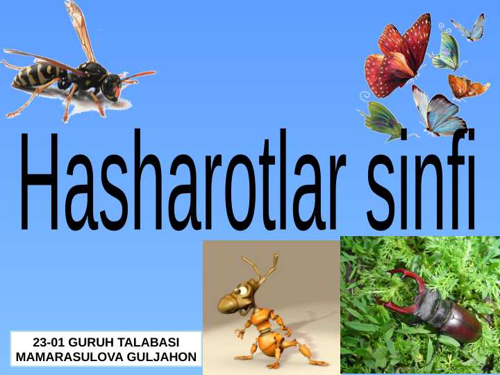Hasharotlar sinfi