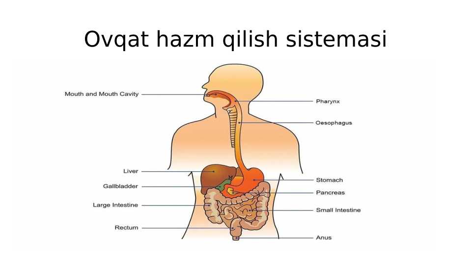 Ovqat hazm qilish sistemasi