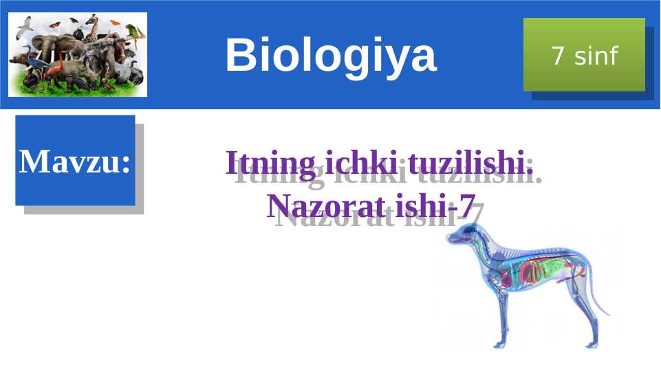 Itning ichki tuzilishi