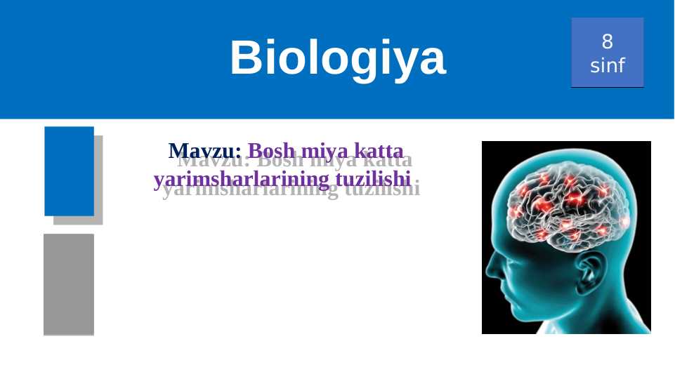 Bosh miya katta yarimsharlarining tuzilishi