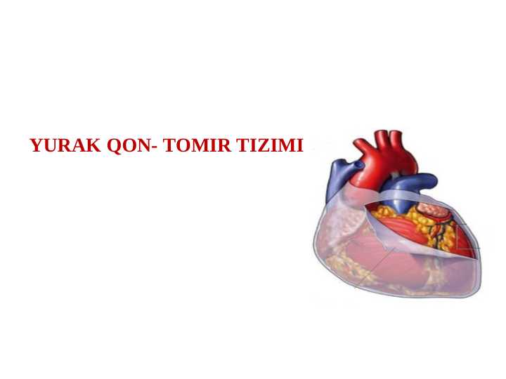 YURAK QON- TOMIR TIZIMI