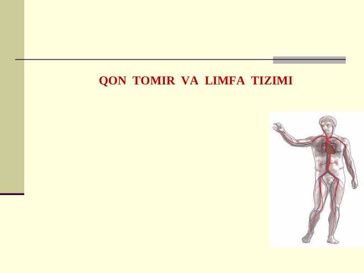 QON TOMIR VA LIMFA TIZIMI