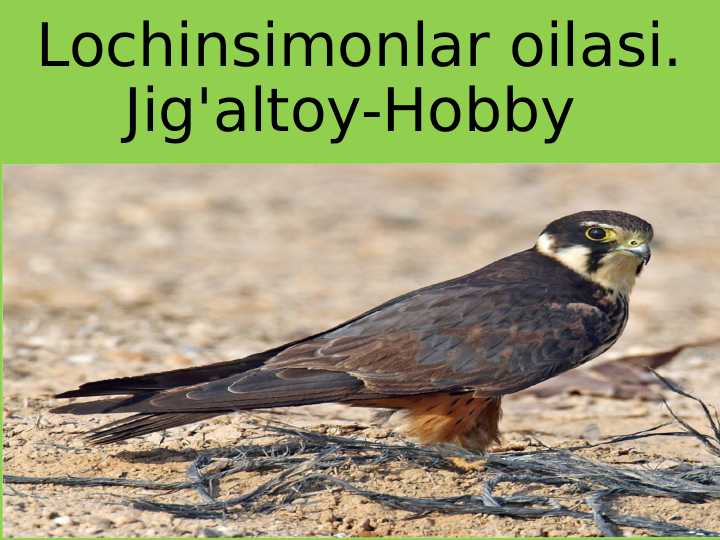 zoologiya qushlar lochinsimonlar oilasi pptx