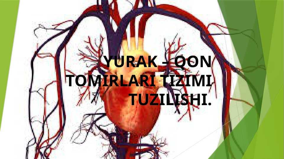 YURAK – QON TOMIRLARI TIZIMI TUZILISHI