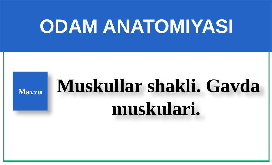 Muskullar shakli. Gavda muskulari.