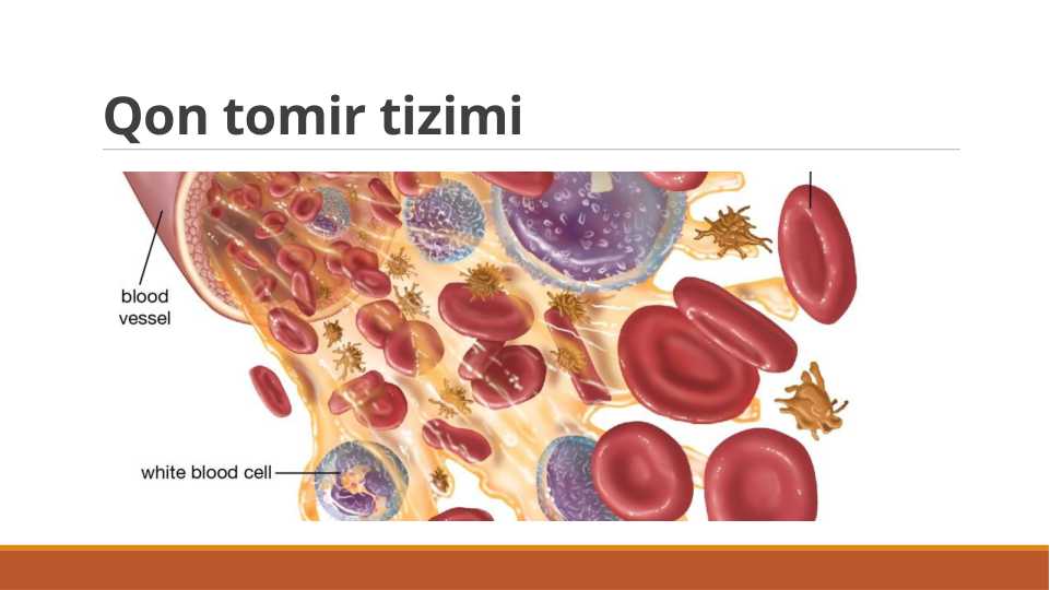 Qon tomir tizimi