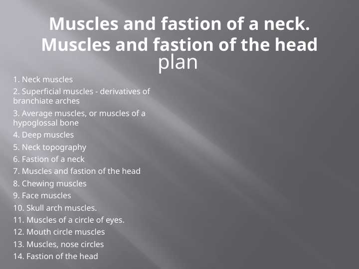 Muscles and fastion of a neck. Muscles and fastion of the head