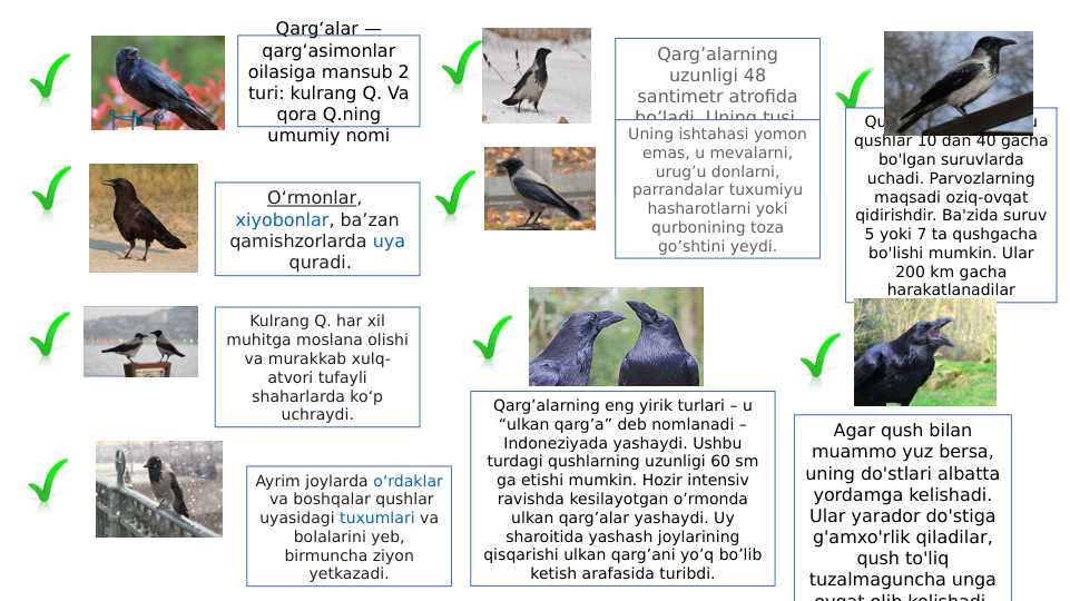 Qarga haqida malumot