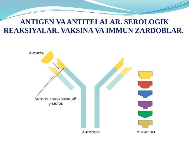 ANTIGEN VA ANTITELALAR. SEROLOGIK REAKSIYALAR. VAKSINA VA IMMUN ZARDOBLAR.
