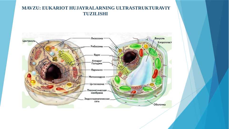 EUKARIOT HUJAYRALARNING ULTRASTRUKTURAVIY TUZILISHI
