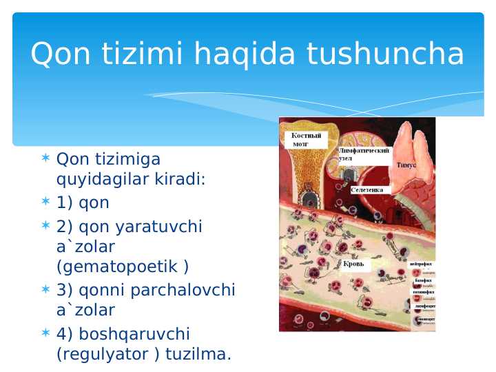 Qon fiziologiyasi ( eritrositlar va qon pigmentlari )