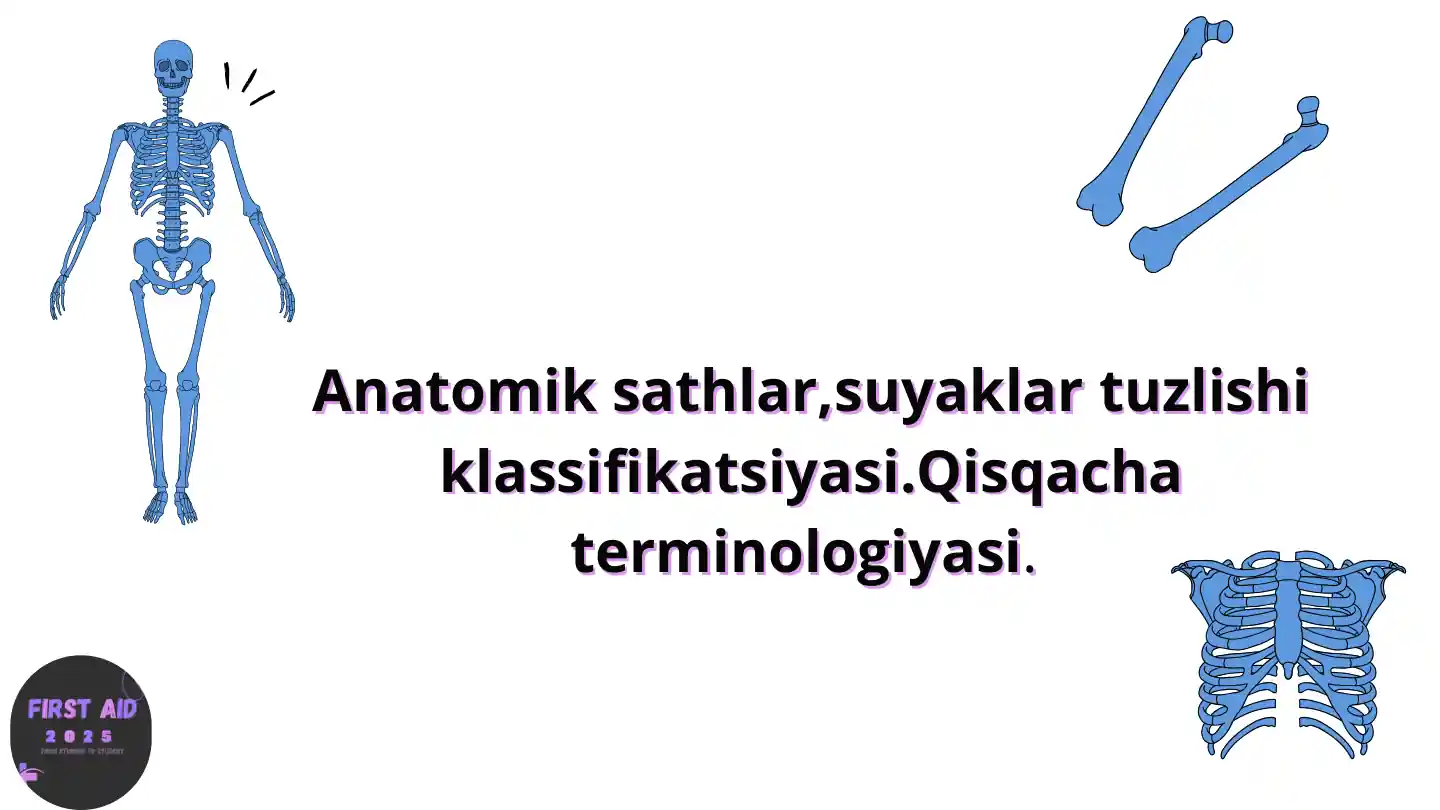 Anatomik satihlar
