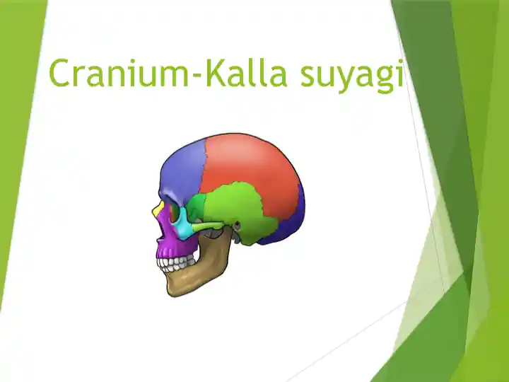 Cranium-Kalla suyagi Краниум Калла суяги