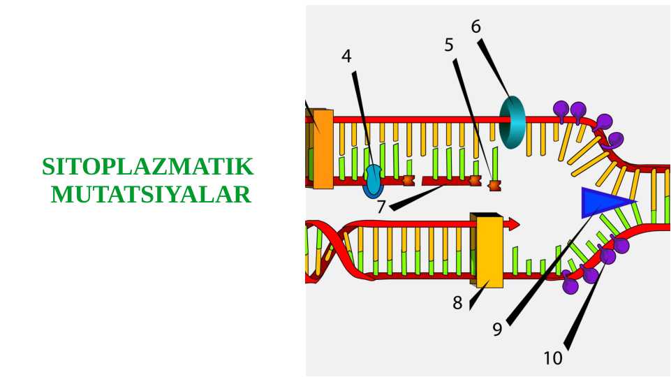 SITOPLAZMATIK MUTATSIYALAR
