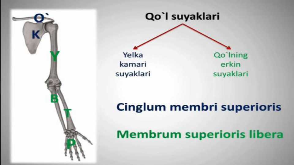 Qo'l suyaklari