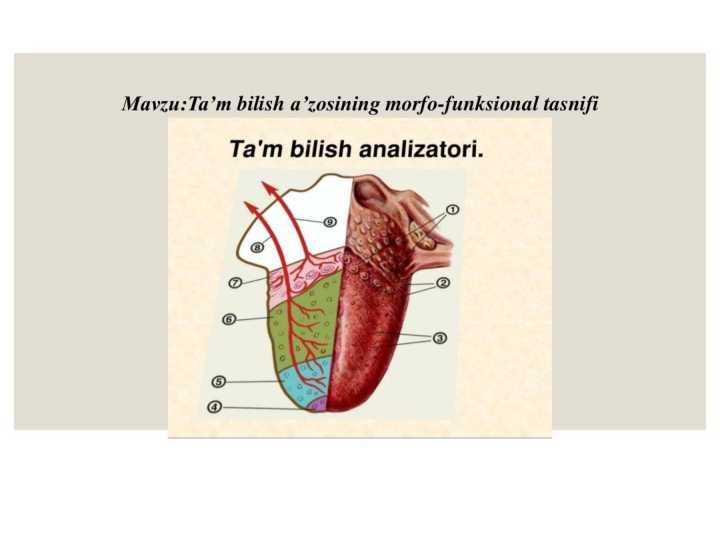 Tam bilish a'zosi