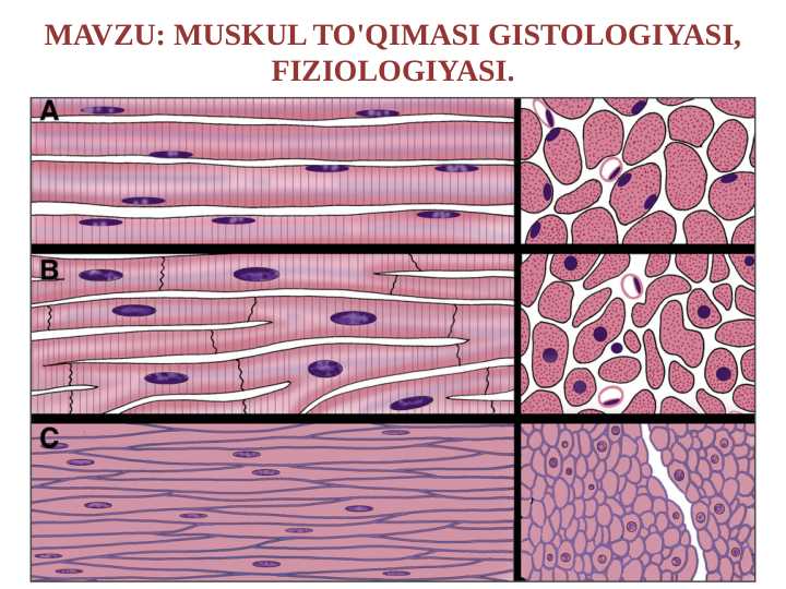 Muskul to'qimasi gistologiyasi, fiziologiyasi