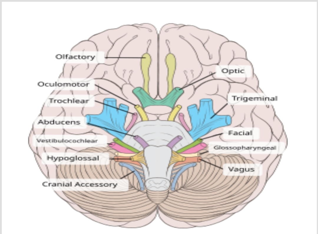 Bosh miya nervlari rasmli slayd