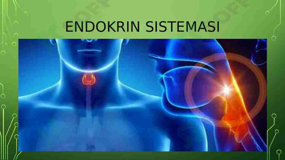 Endokrin fiziologiyasi