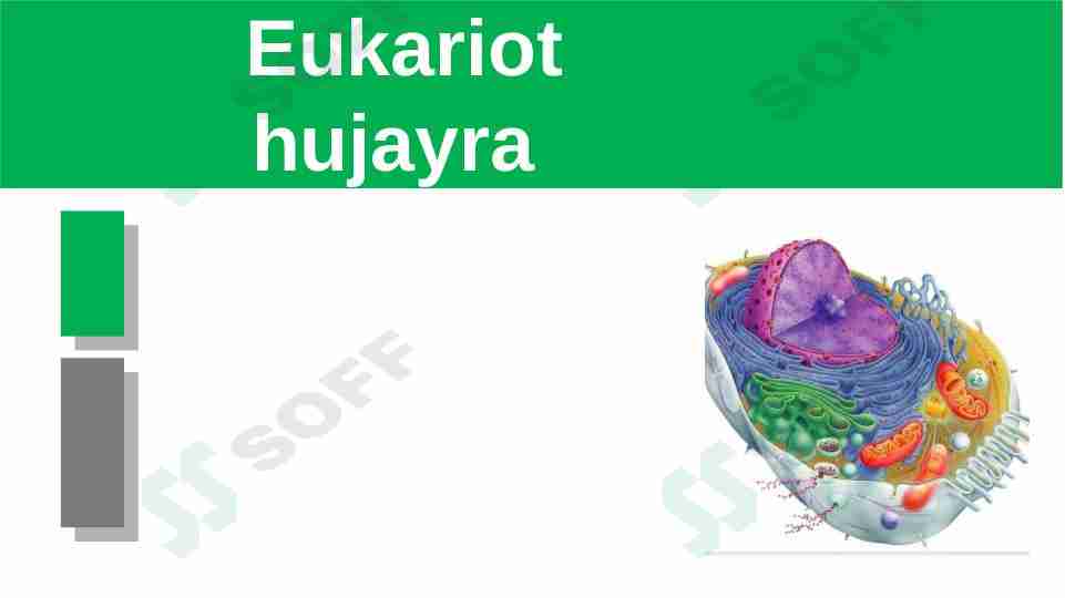 eukariot hujayra