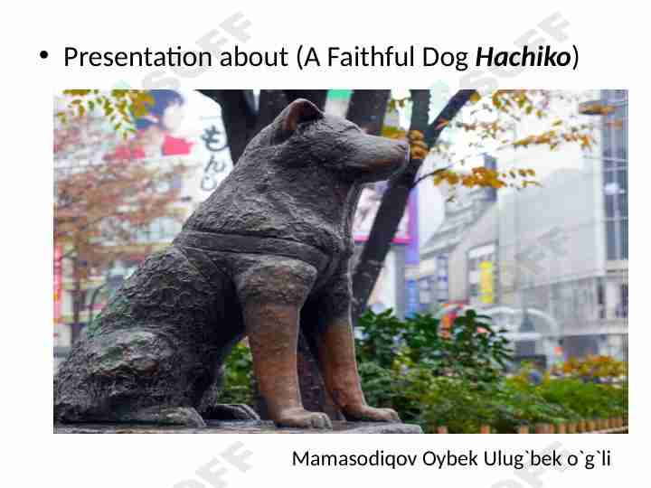 About hachiko