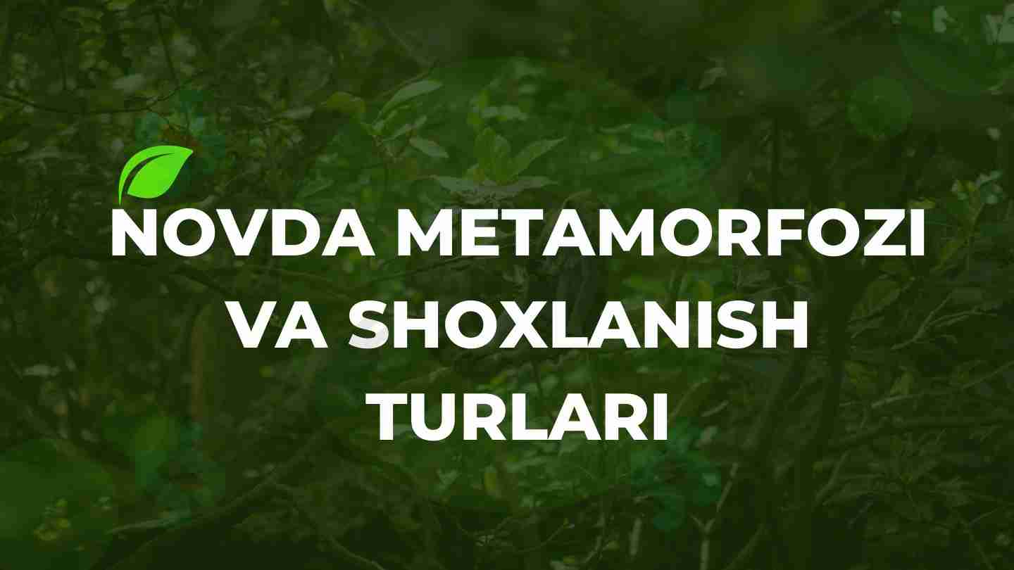 Novda metamorfozi va shoxlanish turlari