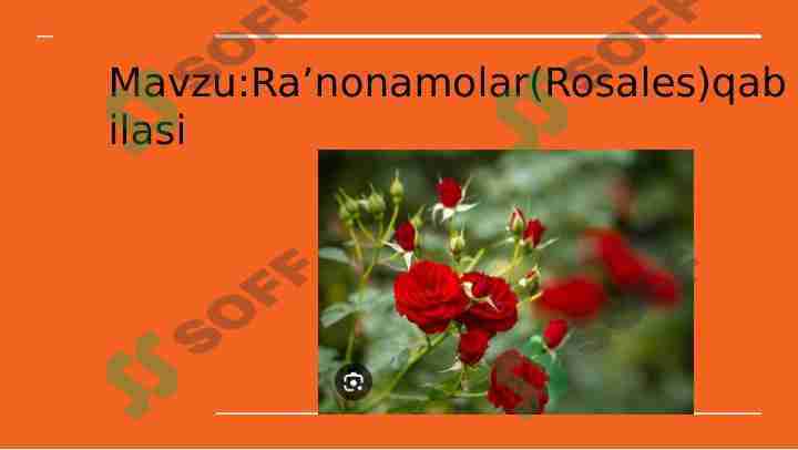 Raʼnonamolar(Rosales)qabilasi