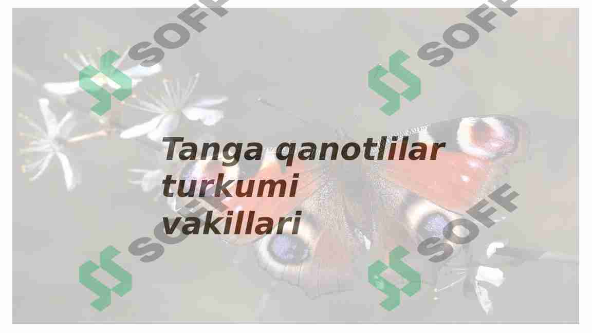 Tanga qanotlilar turkumi vakillari